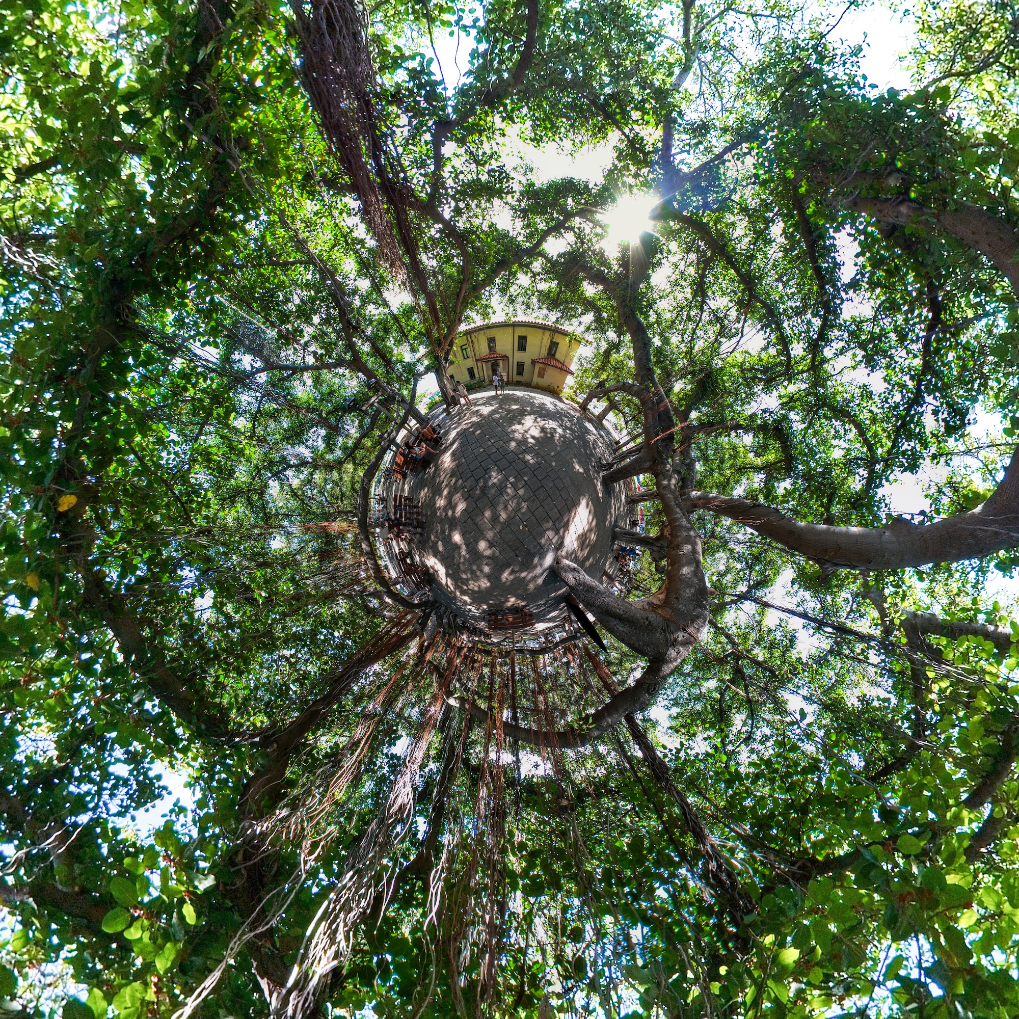 Lāhainā Banyan Court, Maui, Hawaii - Borbin the 🐱